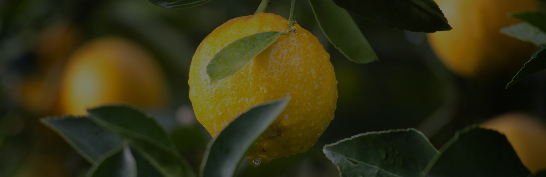 Bioaroma | Fragancias, Aceites Esenciales y Aromatizacion